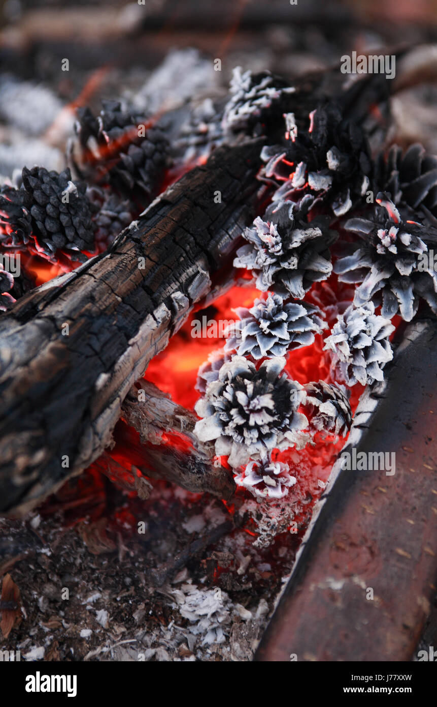 Closeup background of campfire with burning cones Stock Photo - Alamy