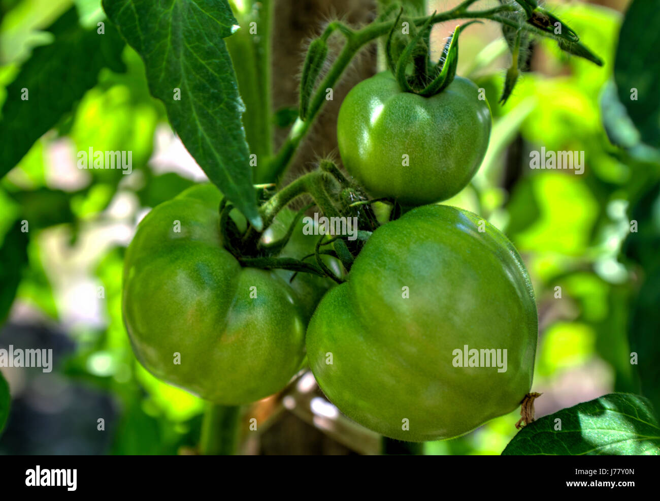 Fresh tomato plant closeup Stock Photo - Alamy
