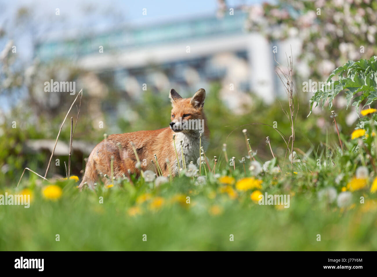 Urban fox on allotments in North London Stock Photo - Alamy