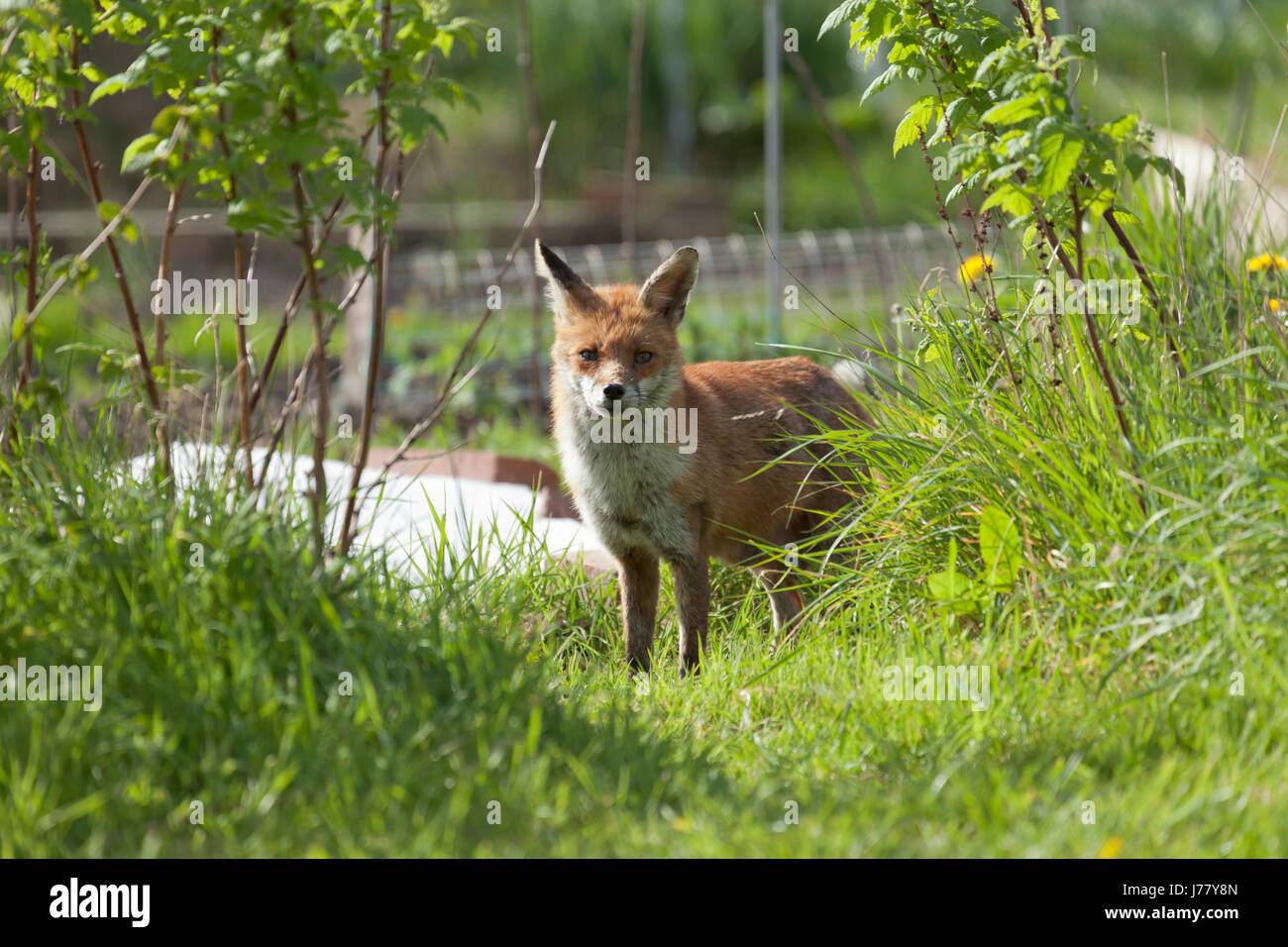Urban fox on allotments in North London Stock Photo - Alamy