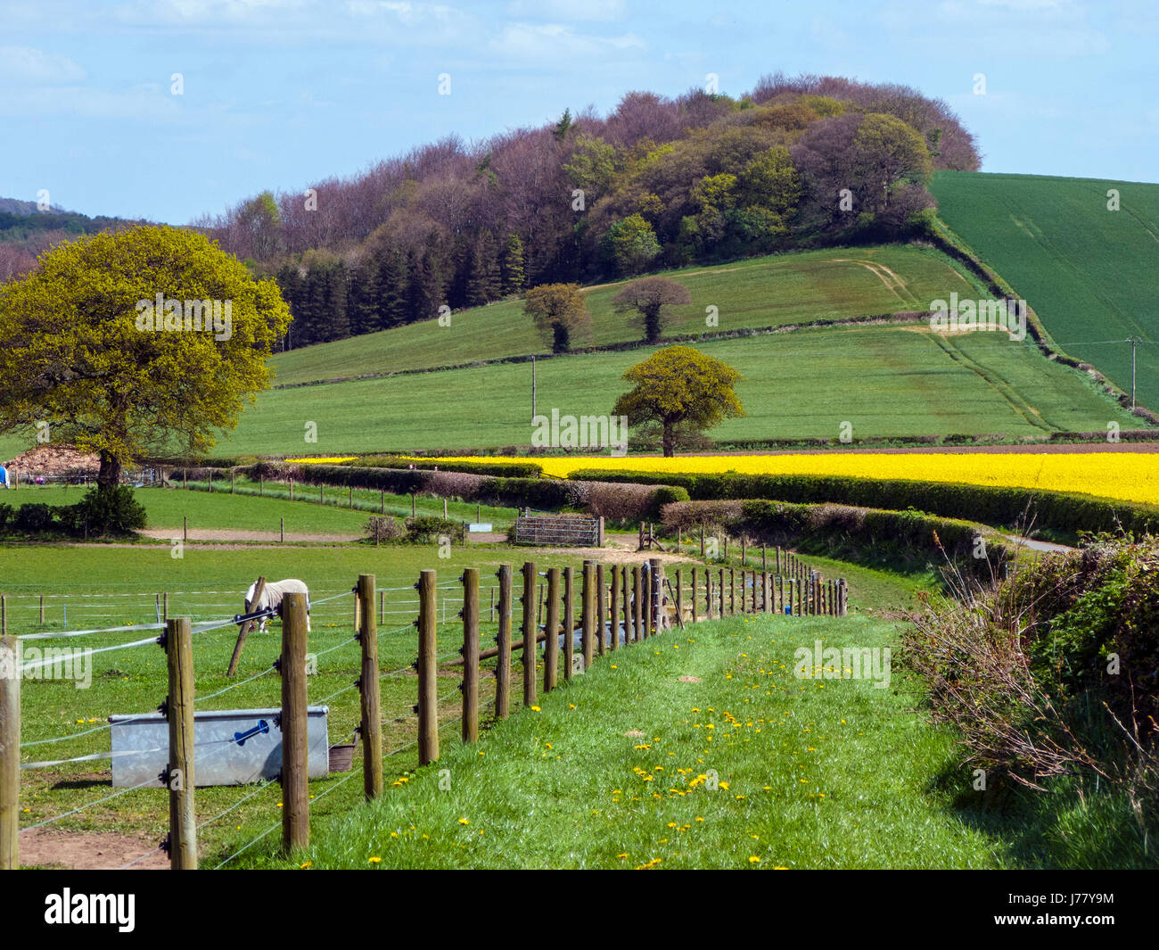 Fields and Woodland, Derbyshire Stock Photo - Alamy