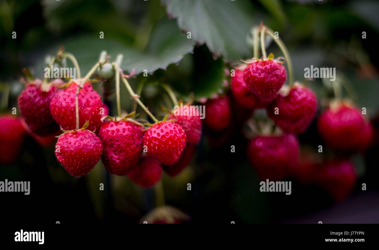 Strawberries at the RHS Chelsea Flower Show at the Royal Hospital ...