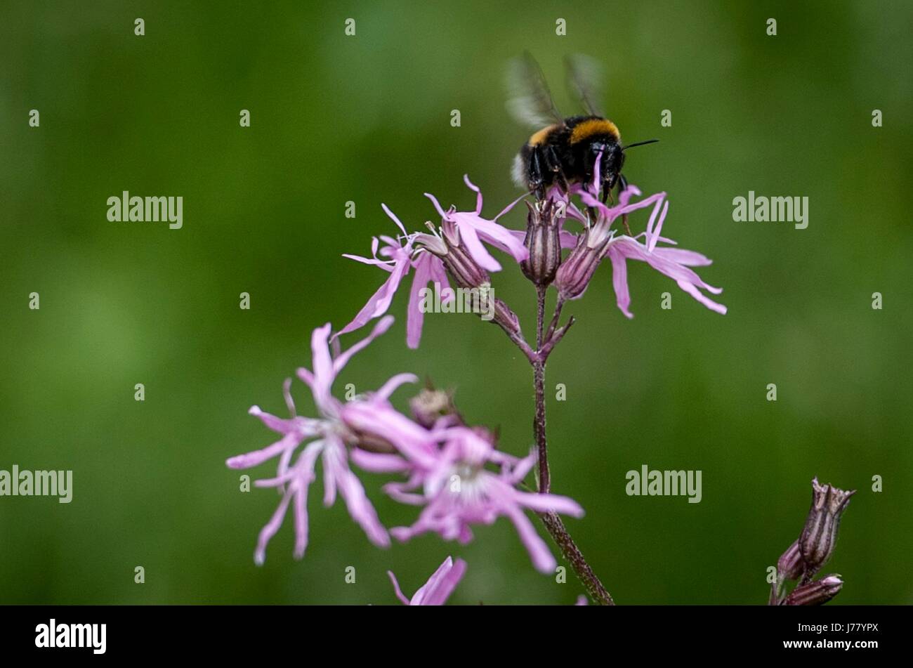 A bee on a flower at the RHS Chelsea Flower Show at the Royal Hospital ...