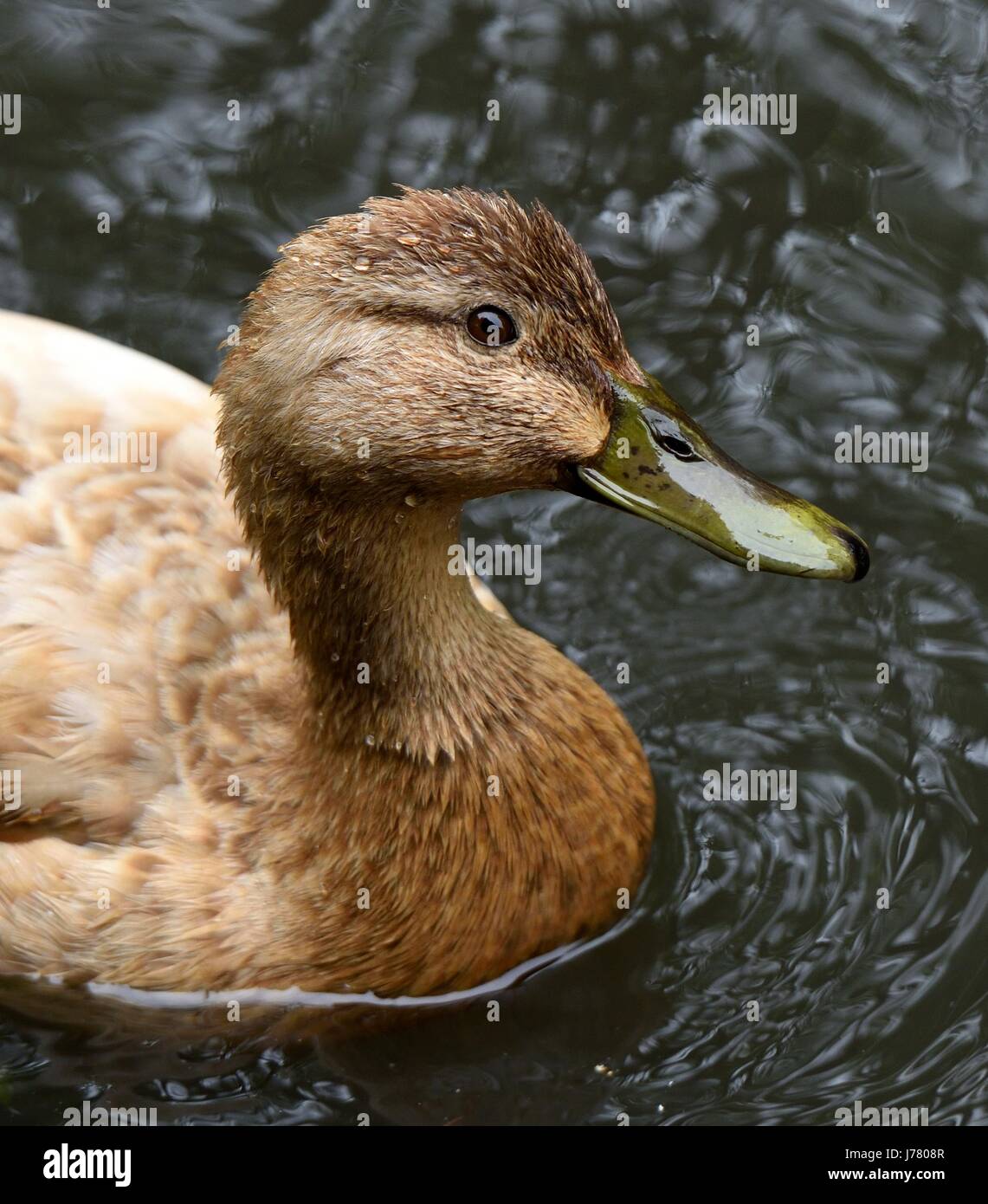 Wet duck hi-res stock photography and images - Alamy