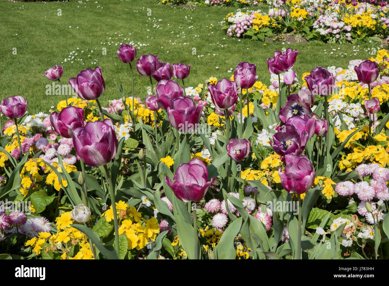 Nice flowers hi-res stock photography and images - Alamy