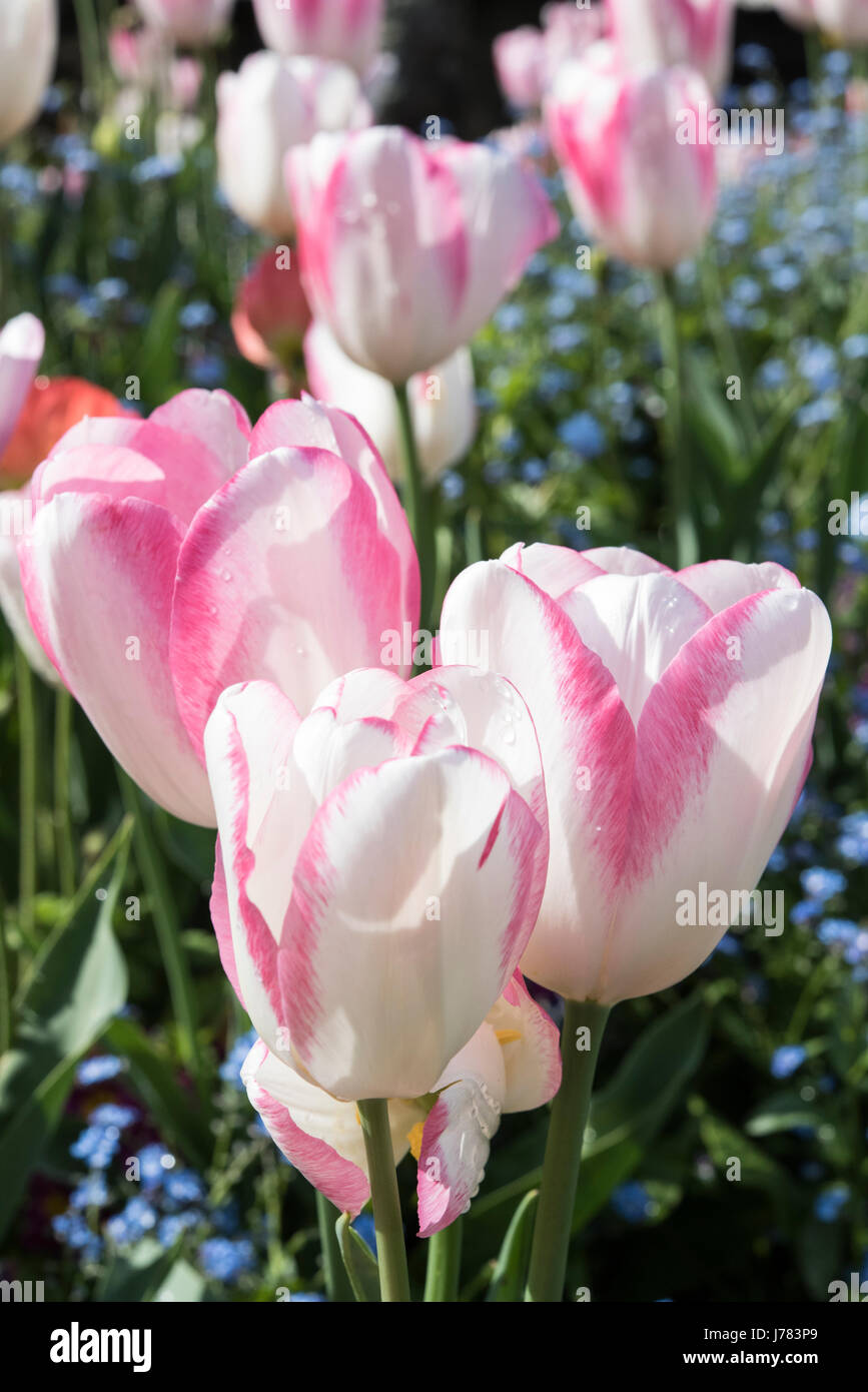 Nice flowers hi-res stock photography and images - Alamy