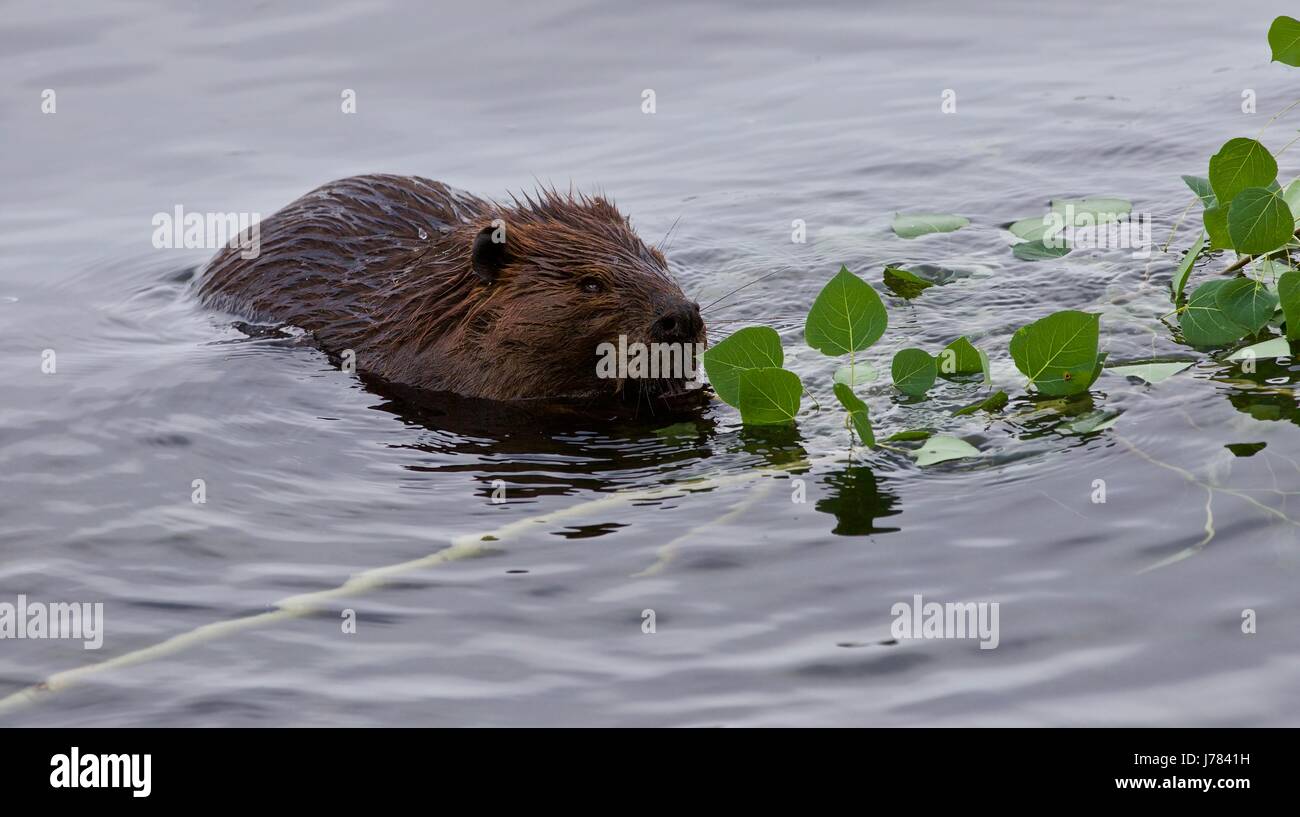 Beautiful isolated photo of a beaver in lake Stock Photo - Alamy