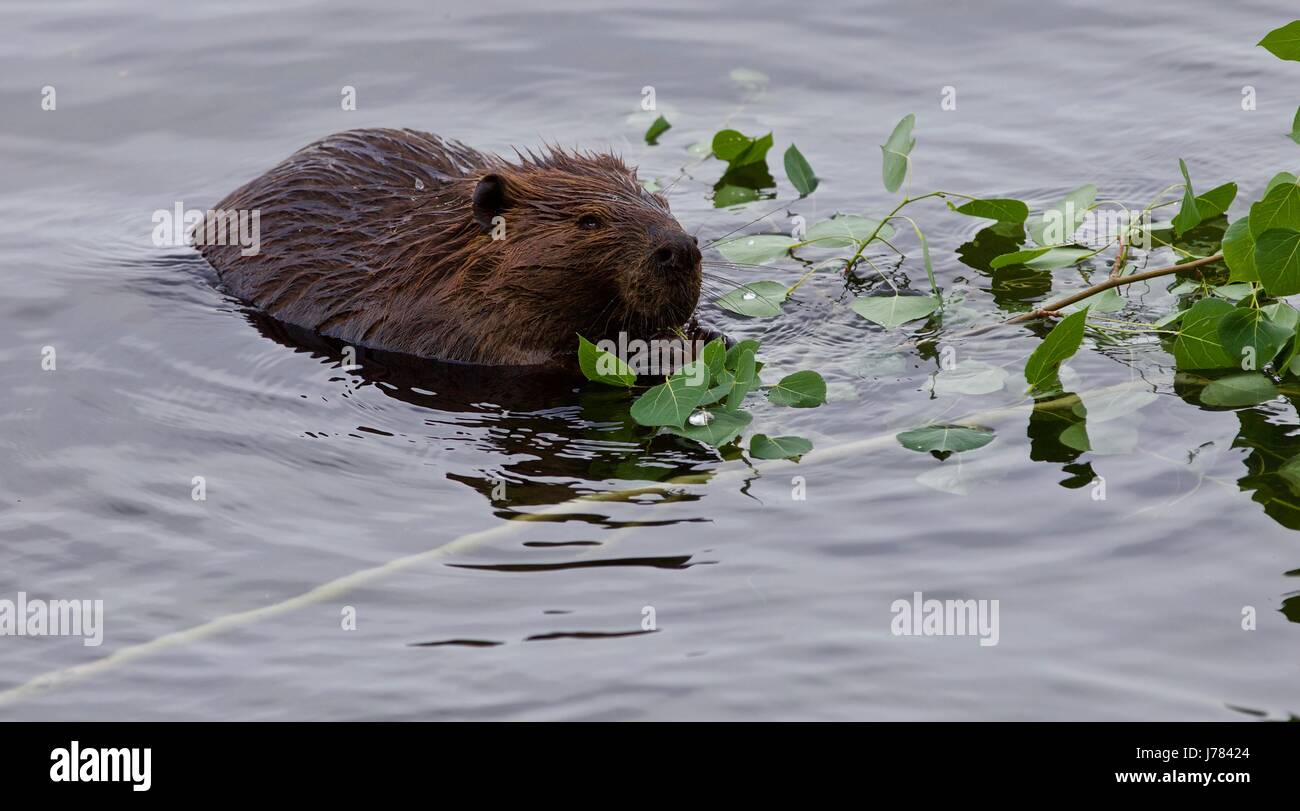 Beautiful isolated photo of a beaver in lake Stock Photo - Alamy