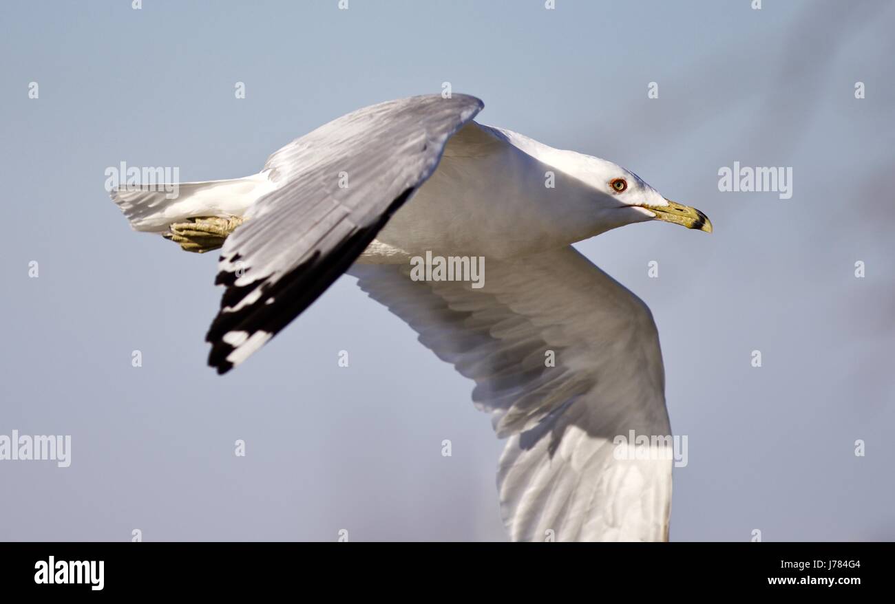 Beautiful isolated image of a flying gull Stock Photo - Alamy