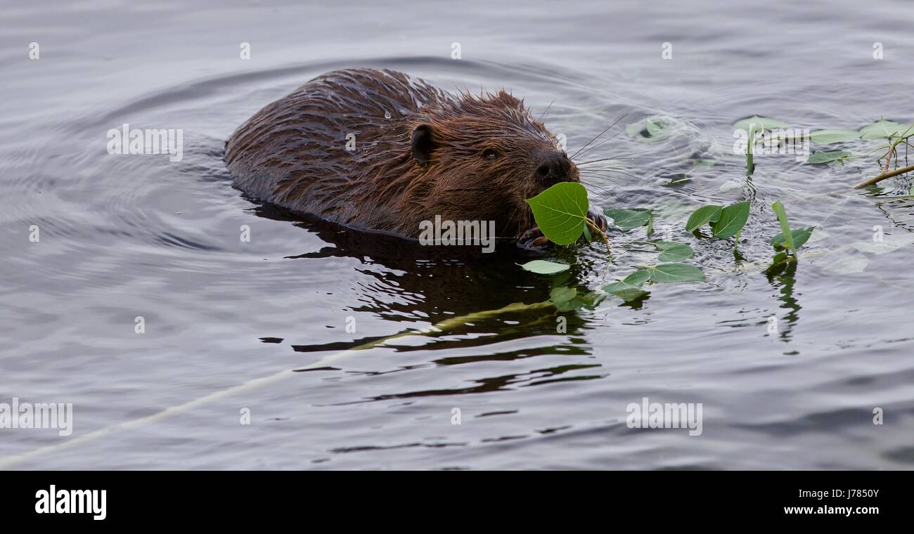 Beautiful isolated photo of a beaver in lake Stock Photo - Alamy