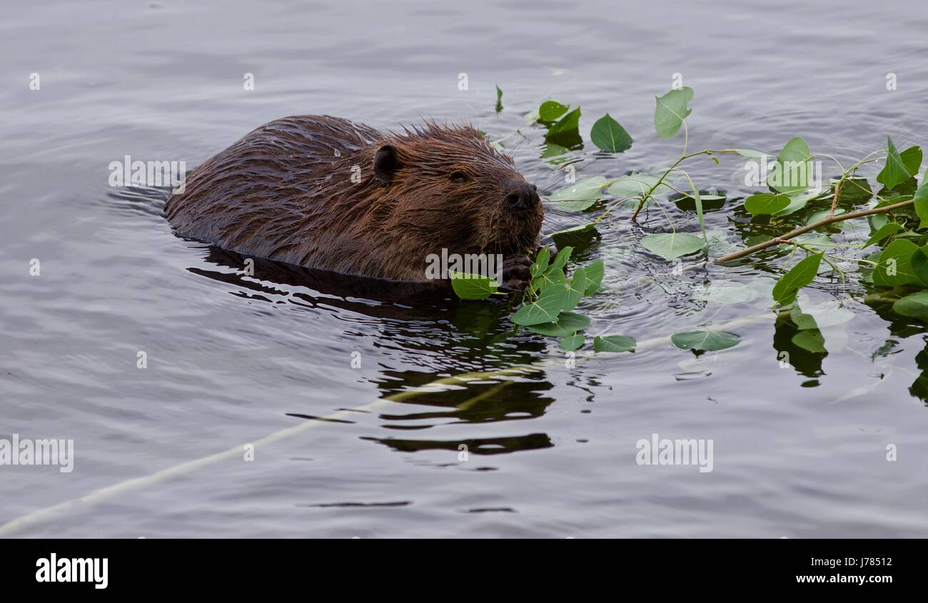 Beautiful isolated photo of a beaver in lake Stock Photo - Alamy
