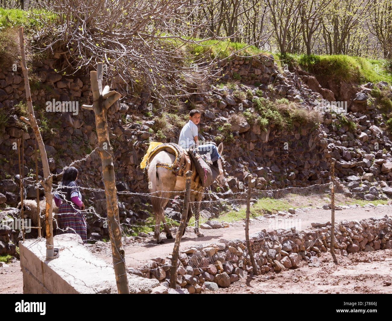 Boy Riding on a Pack-Mule with Mother Following Along a Dirt Track ...