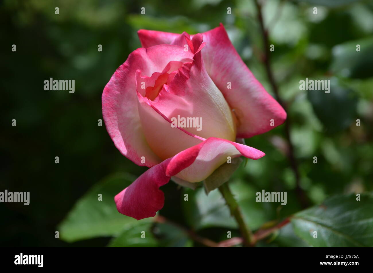 Beautiful pink rose Stock Photo - Alamy