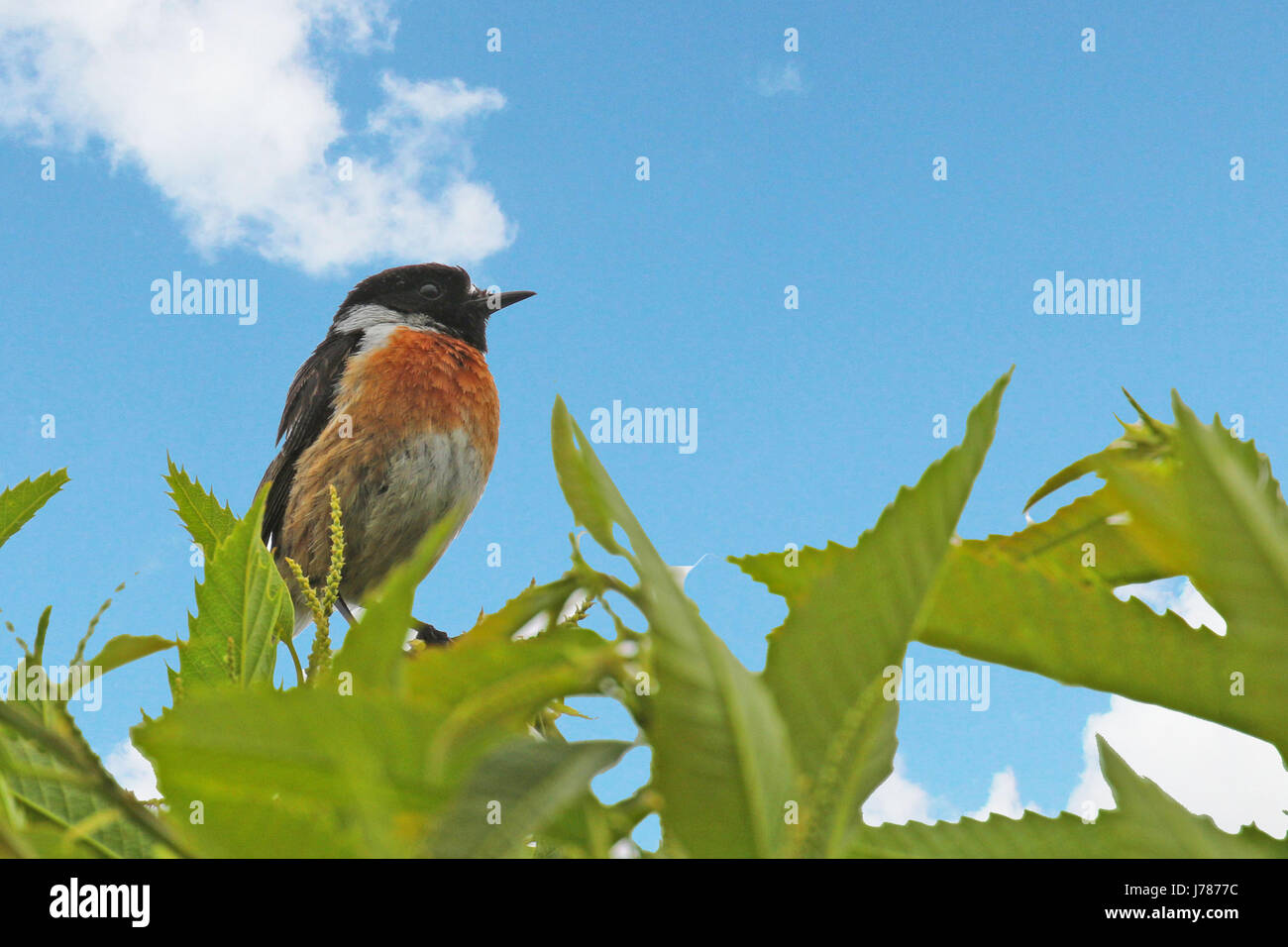 Swinley forest and berkshire hi-res stock photography and images - Alamy