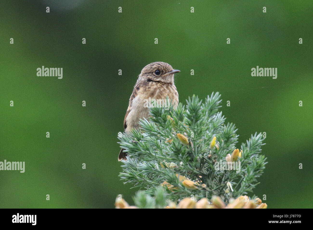 Female stonechat bird in gorse bush at Caesars Camp in the Swinley ...
