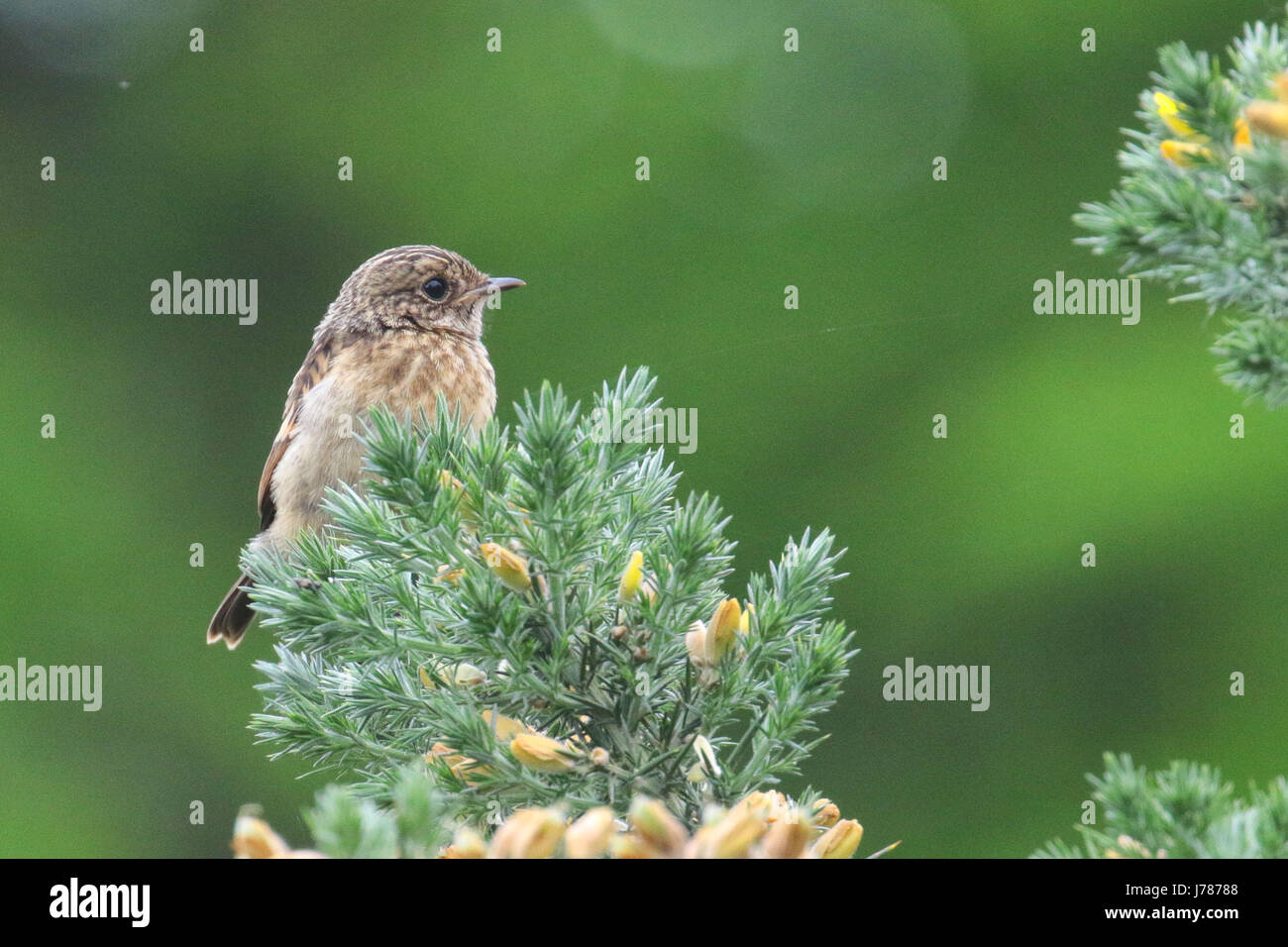Female stonechat bird in gorse bush at Caesars Camp in the Swinley ...