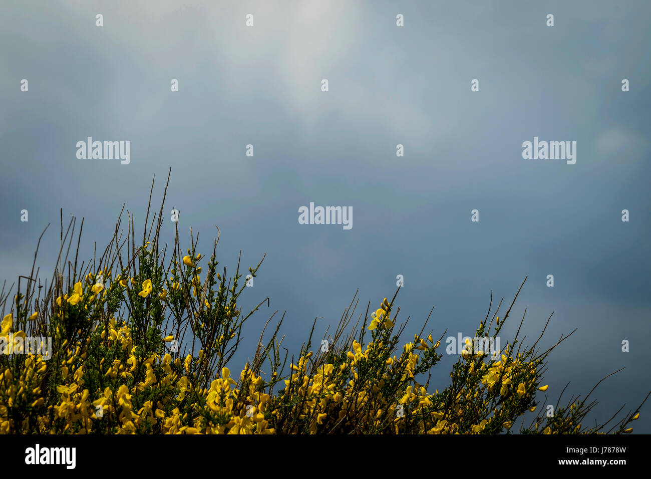 Grey and yellow sky hi-res stock photography and images - Alamy