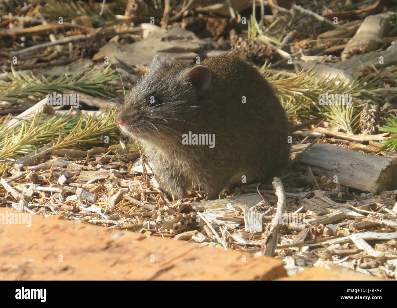 Australian australian wildlife hi-res stock photography and images - Alamy