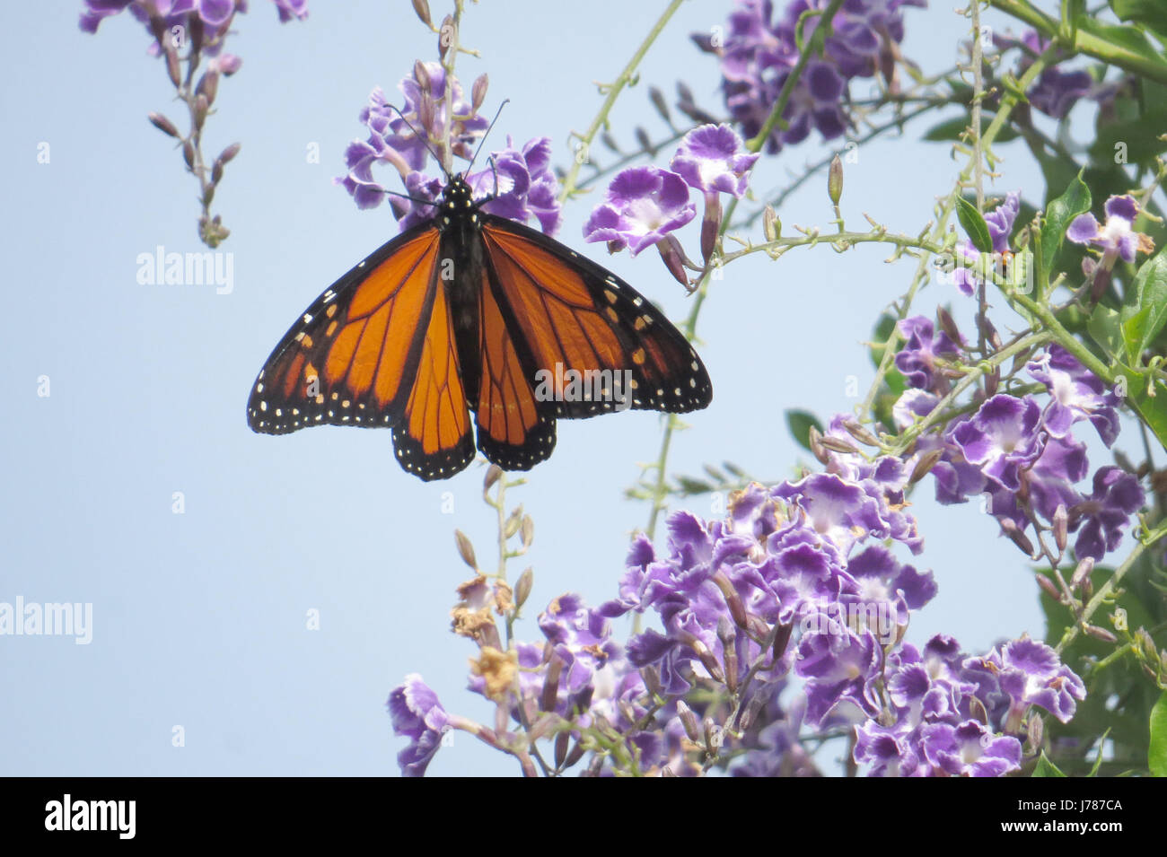 MONARCH BUTTERFLY Danaus plexippus (male) Photo: Tony Gale Stock Photo ...