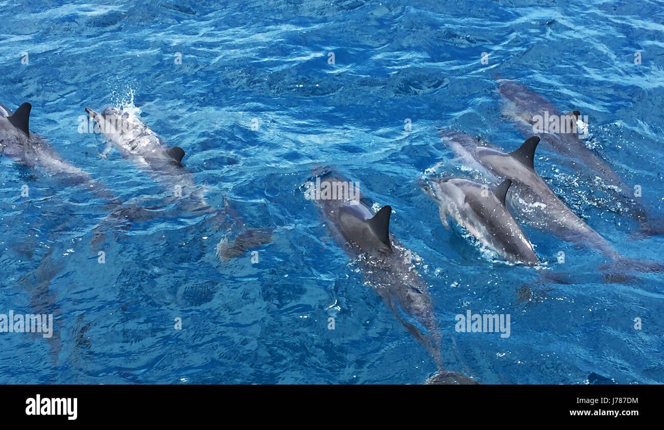 Spinner doplphin hi-res stock photography and images - Alamy