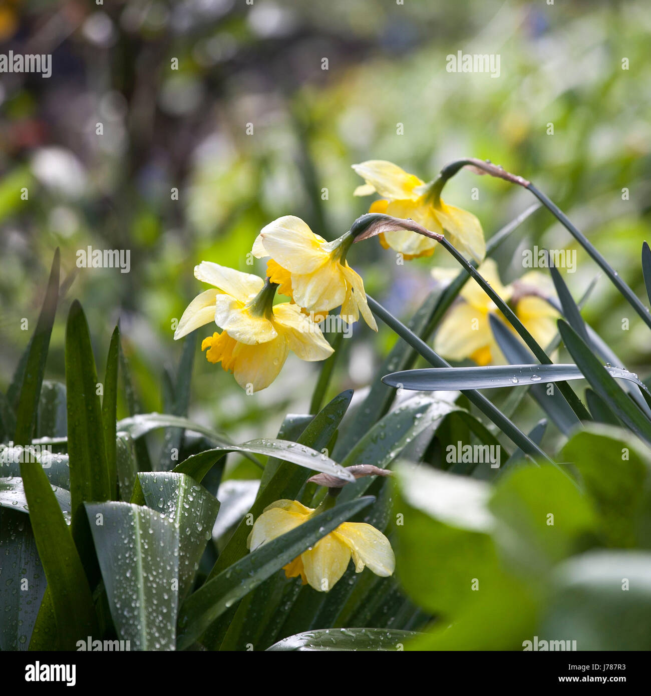 A group of cheerful spring daffodils outside in natural setting Stock ...