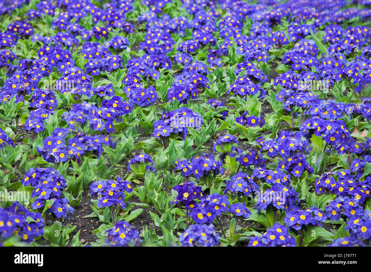 the blue Primrose on the lawn as a garden ornament Stock Photo - Alamy