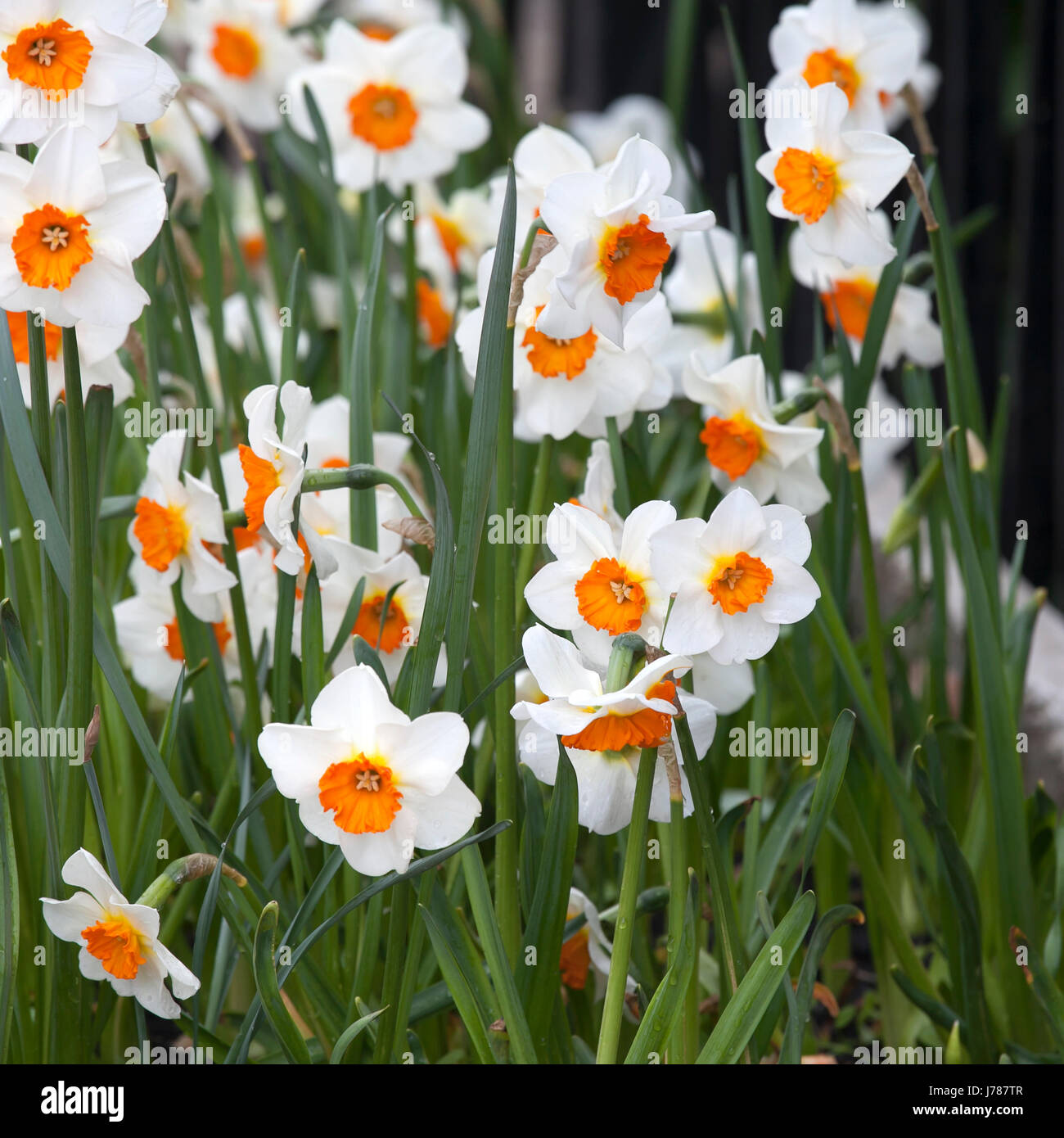 A group of cheerful spring daffodils outside in natural setting Stock ...
