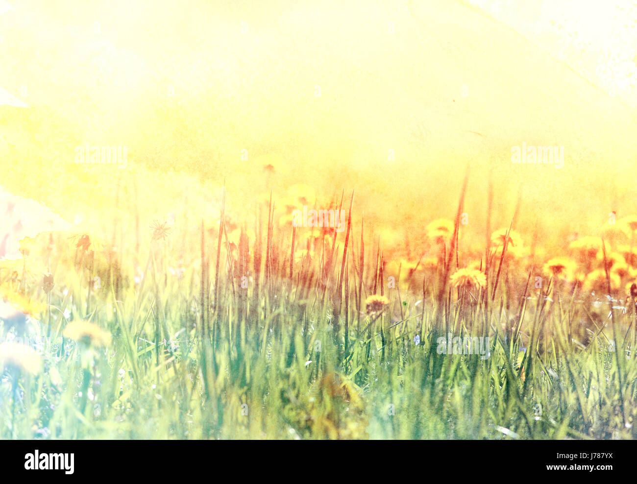 Photo of a miracle retro spring background with dandelions Stock Photo ...
