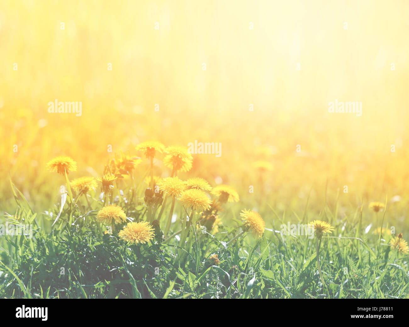 Photo of a miracle retro spring background with dandelions Stock Photo ...