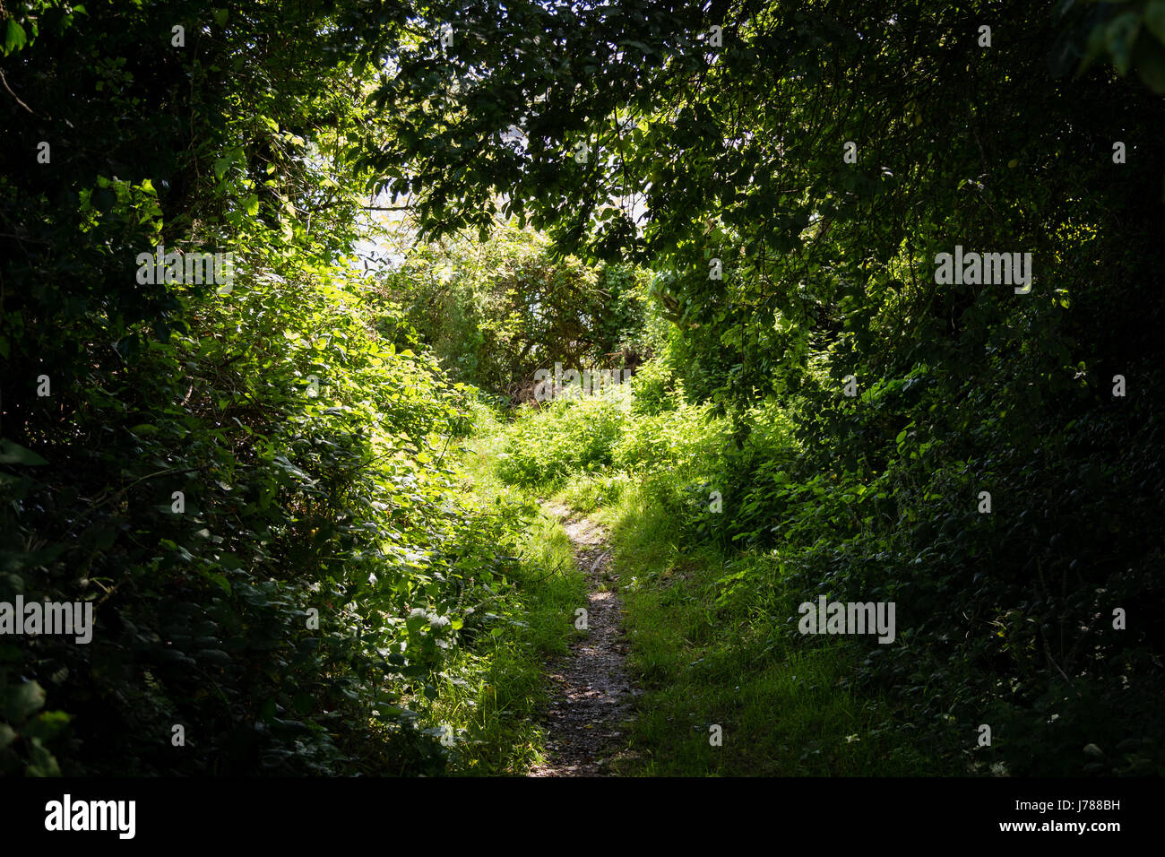 Small Path leading through thick shaded trees toward sunlight in ...