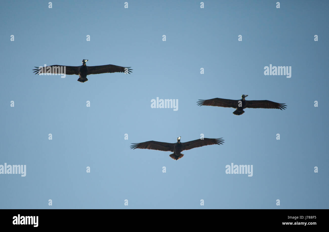 Pelicans fly overhead Stock Photo - Alamy