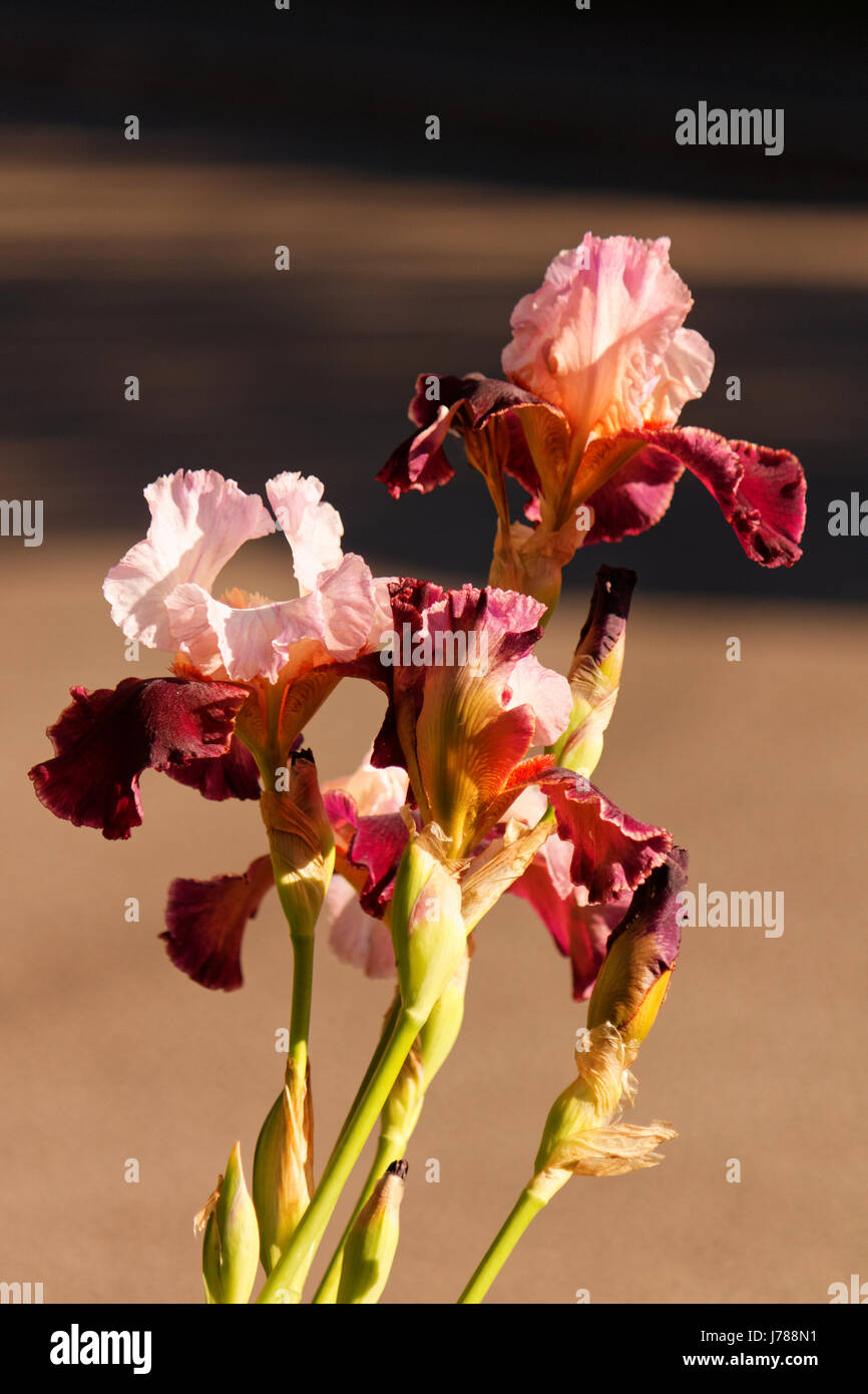 Iris woman bouquet hi-res stock photography and images - Alamy