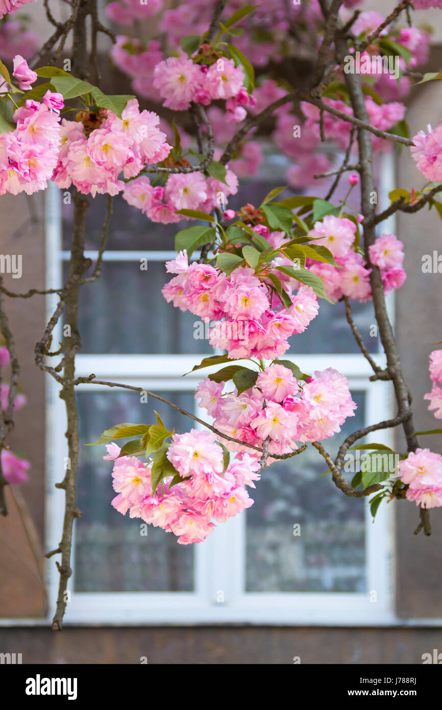 Blooming pink sakura tree in front of the house window Stock Photo - Alamy