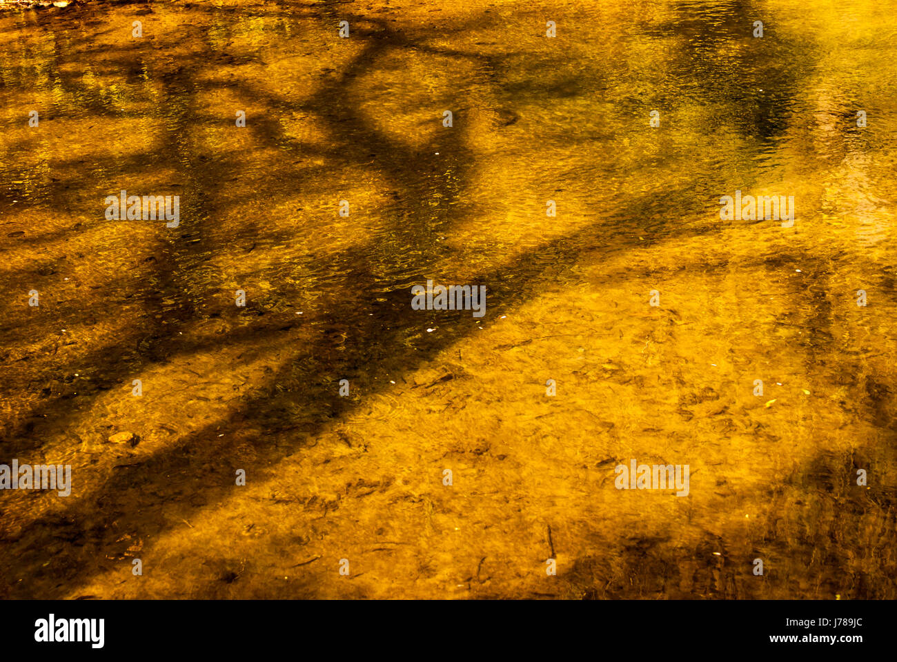 The shadow of a tree creating an interesting pattern and mystical ...