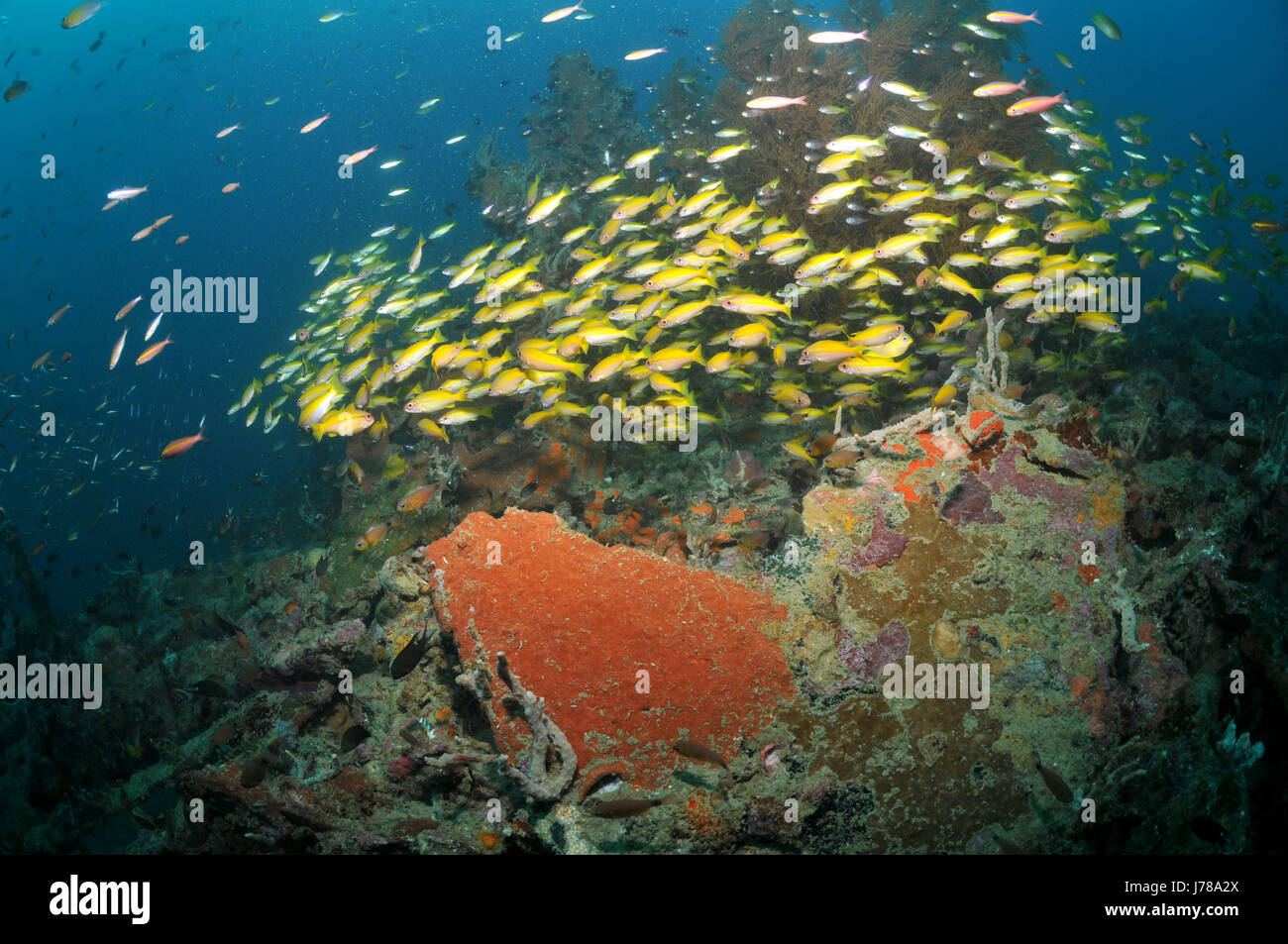 fish wreck pisces snatch fishes swarm school shipwreck asia fish ...