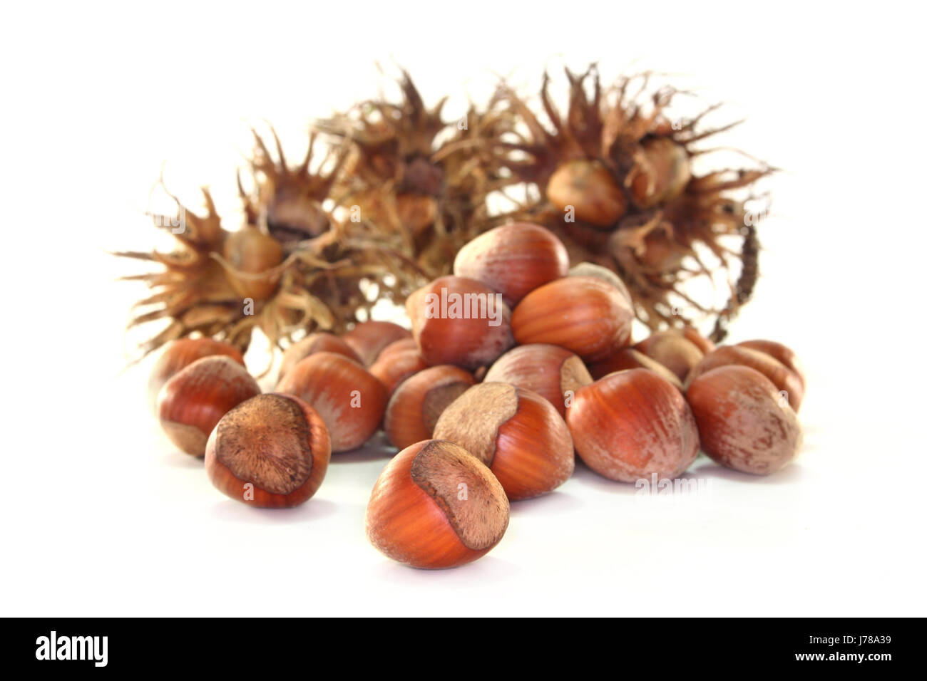 progenies fruits fruit sperm nuts bowl nut bowls filbert hazelnut peel ...