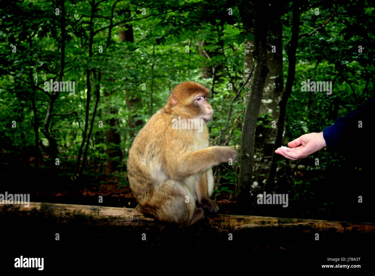 hand monkey breeding care feed nutrition tree trees park animal mammal ...