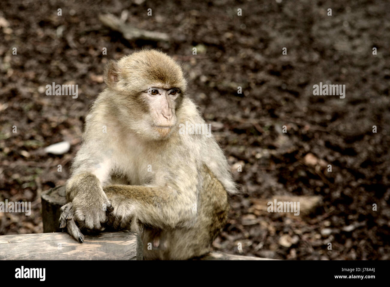 monkey animal protection ancestors mammal monkey apes animal protection ...