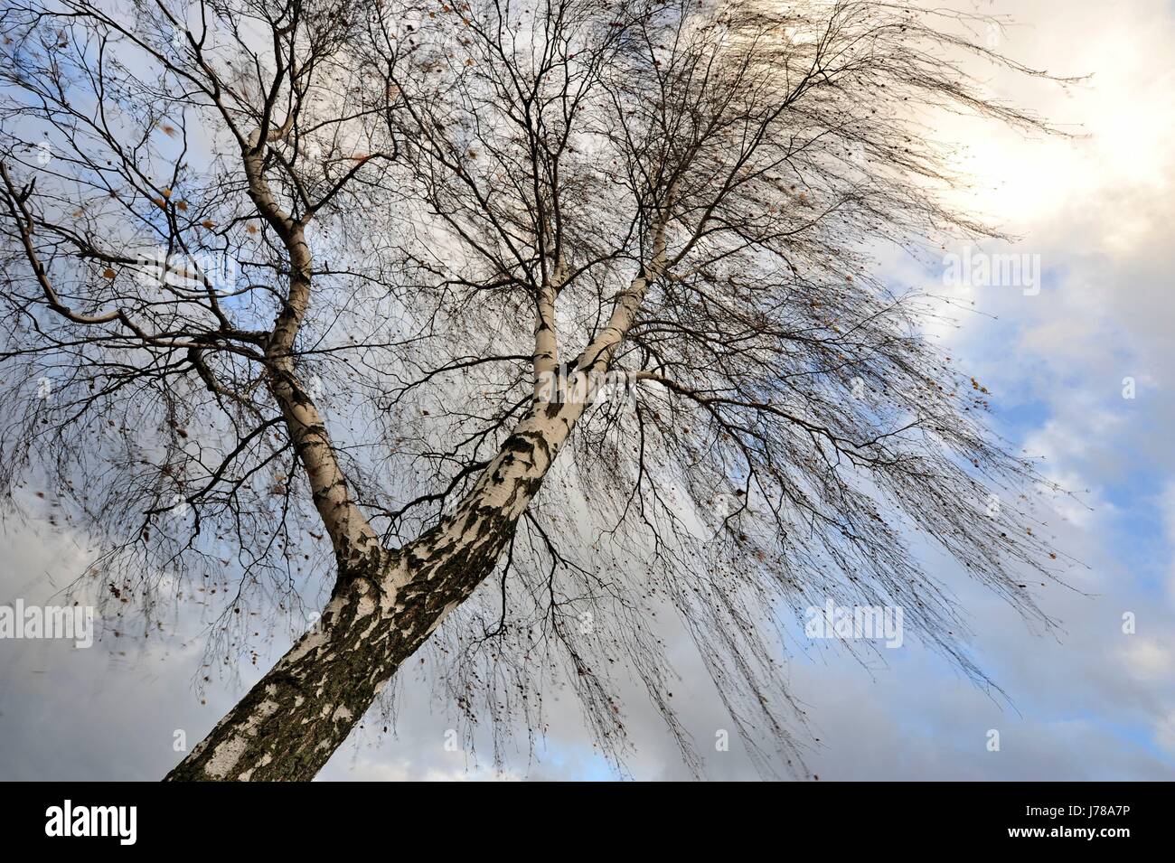 tree branches direction blow windy birch wind nature worms eye blue ...