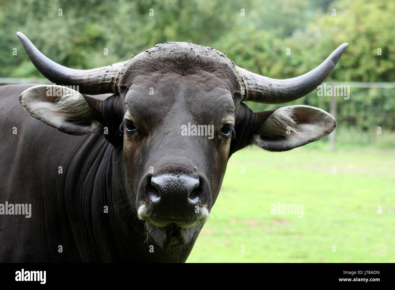 Balirind hi-res stock photography and images - Alamy