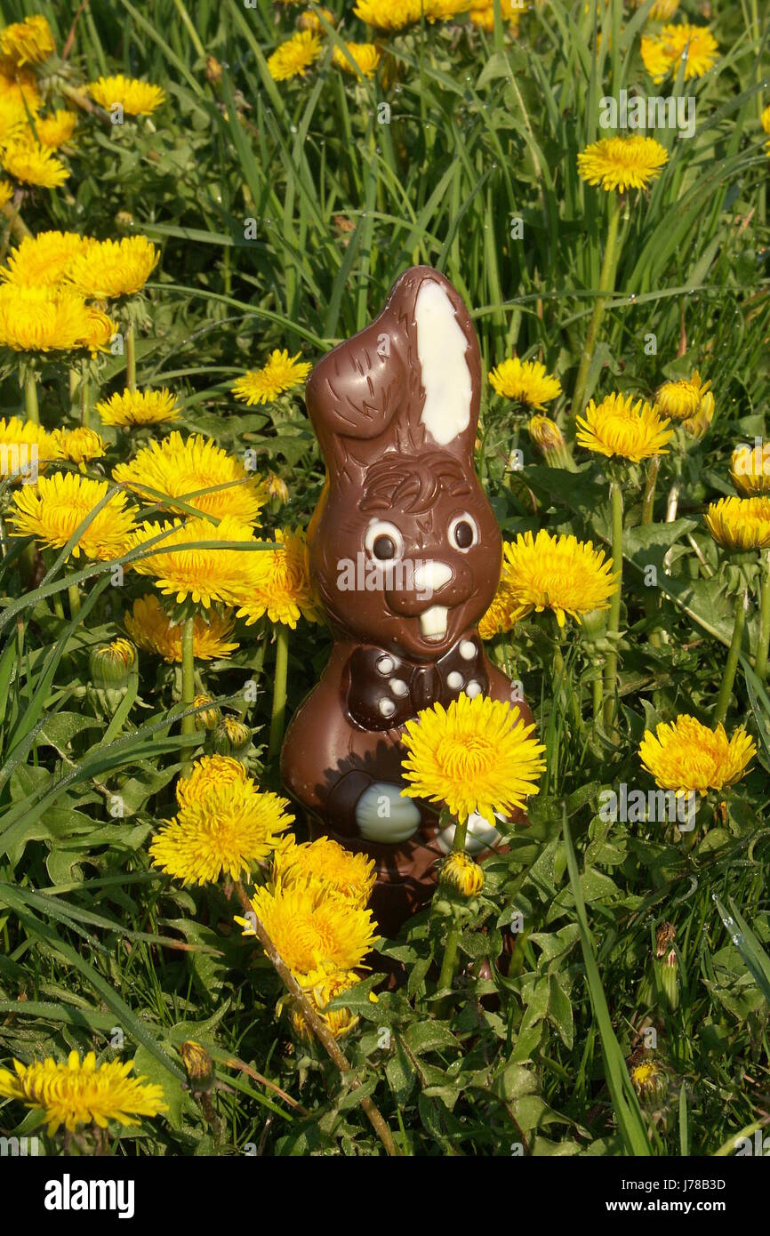 flower flowers plant easter spring hare dandelion easter-bunny bunny ...
