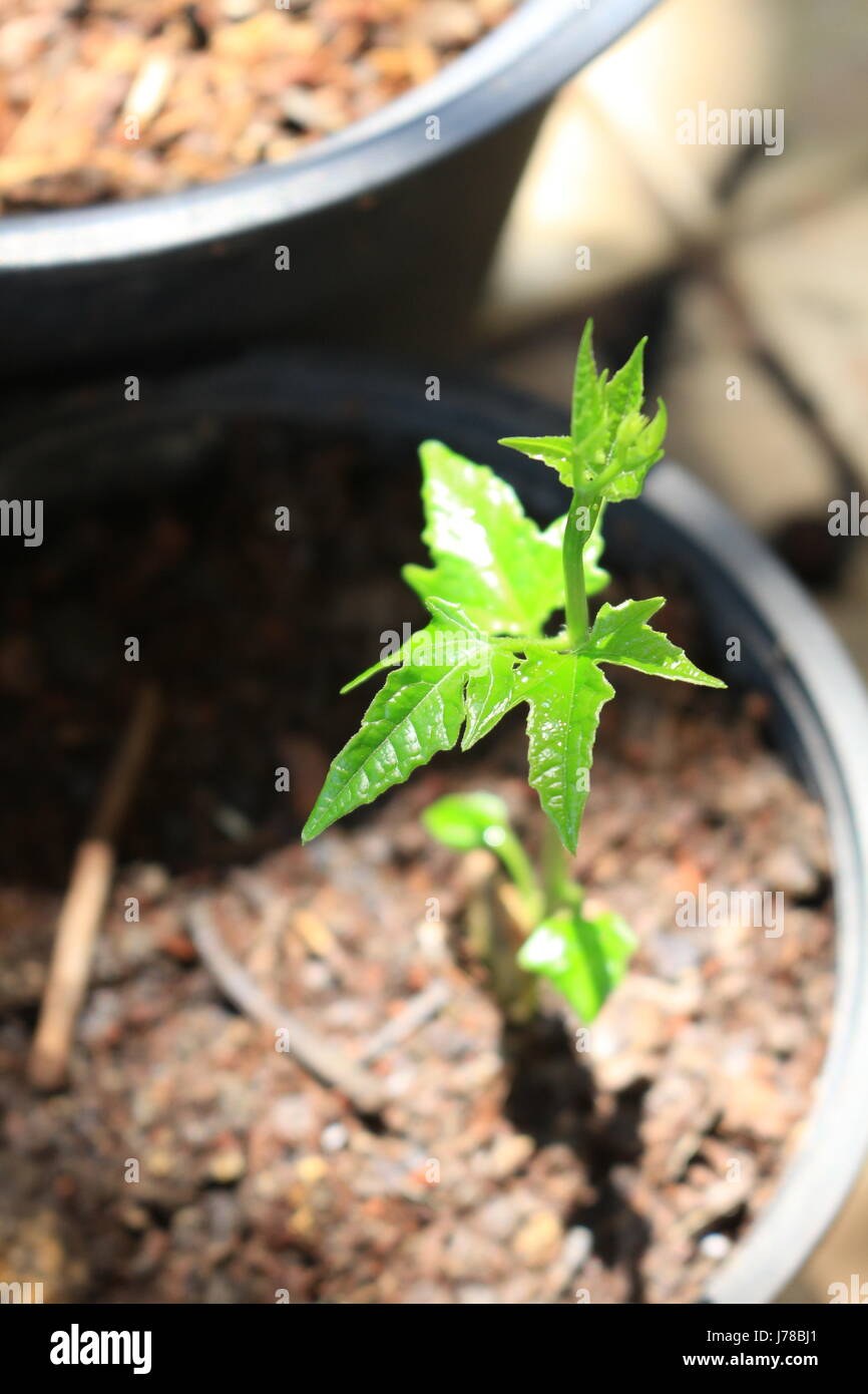 young leaf growing and fresh Stock Photo - Alamy