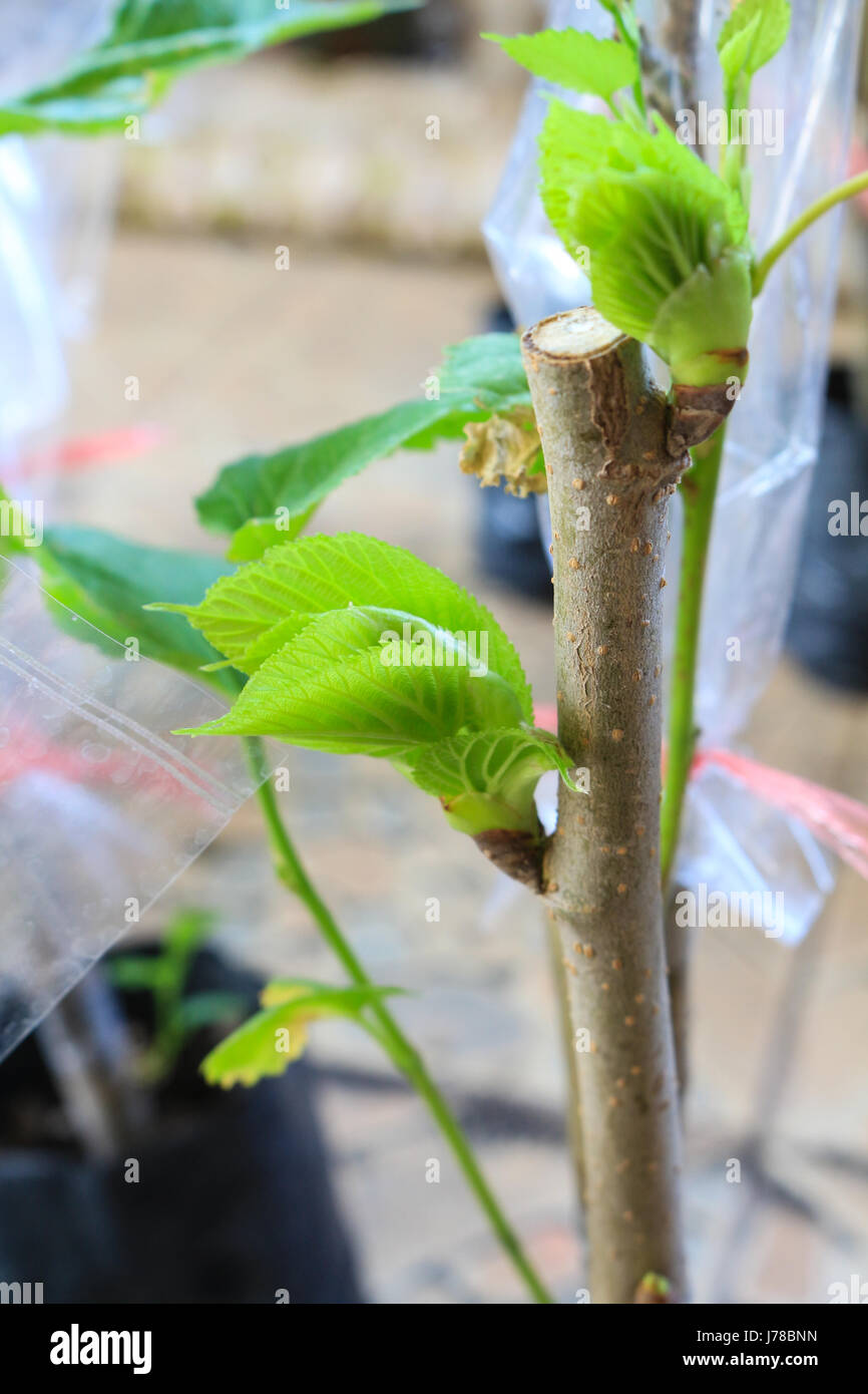 young leaf growing and fresh Stock Photo - Alamy