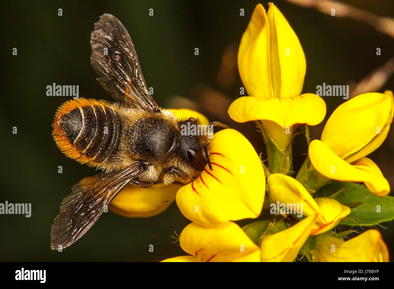 Leaf Cutter Bee foraging for nectar and pollen Stock Photo - Alamy