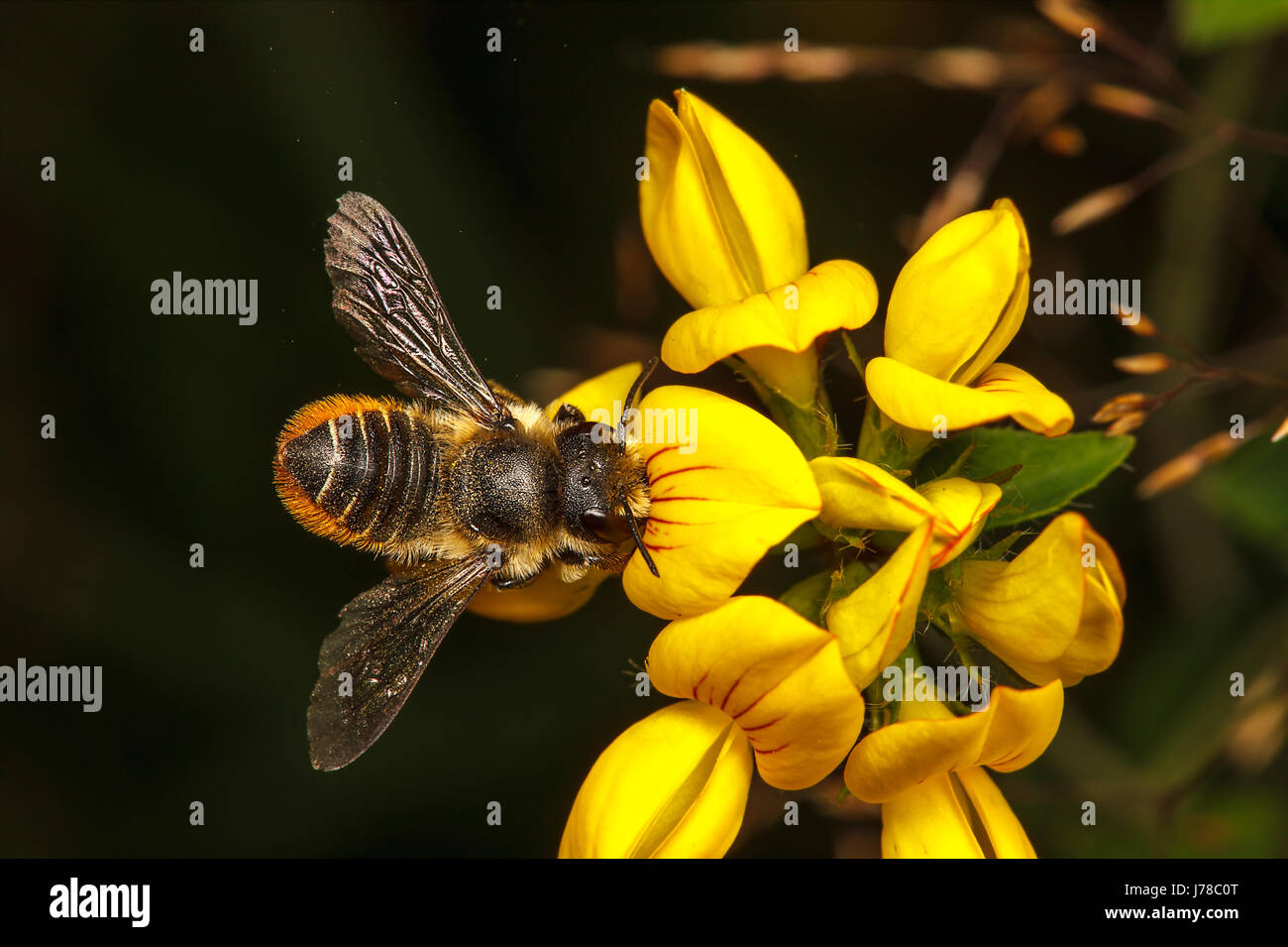 Leaf Cutter Bee foraging for nectar and pollen Stock Photo - Alamy
