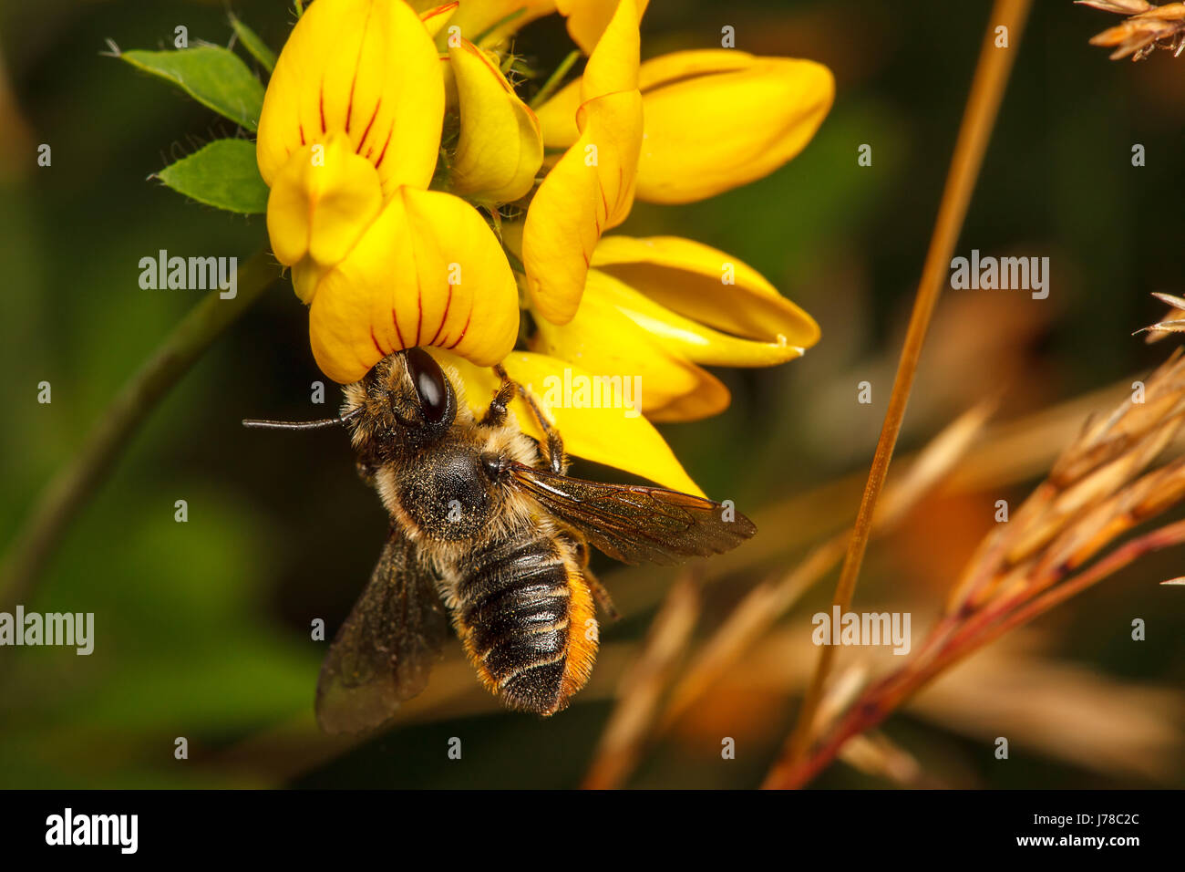 Leaf Cutter Bee foraging for nectar and pollen Stock Photo - Alamy