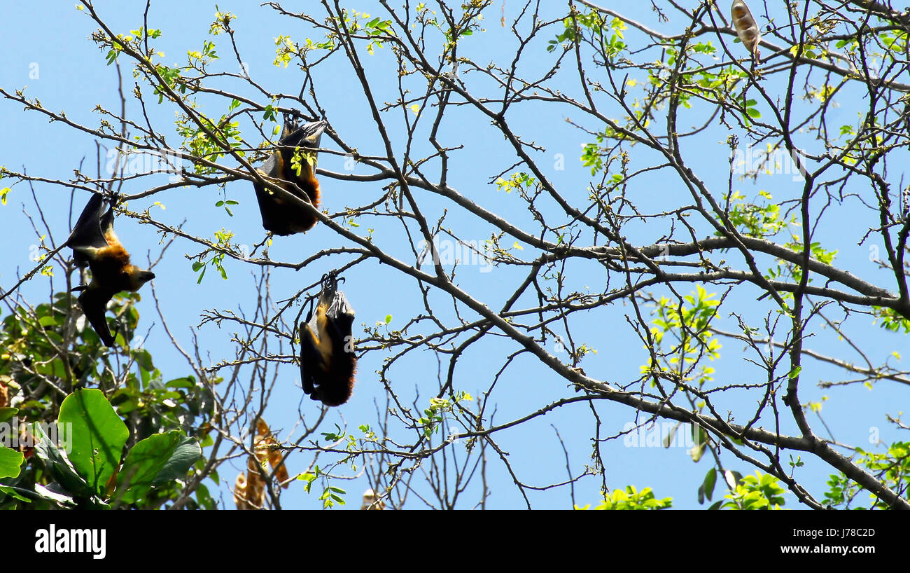 tree trees mauritius bats tree trees animal mauritius bats nature ...