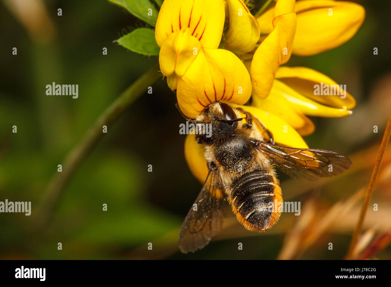 Leaf Cutter Bee foraging for nectar and pollen Stock Photo - Alamy