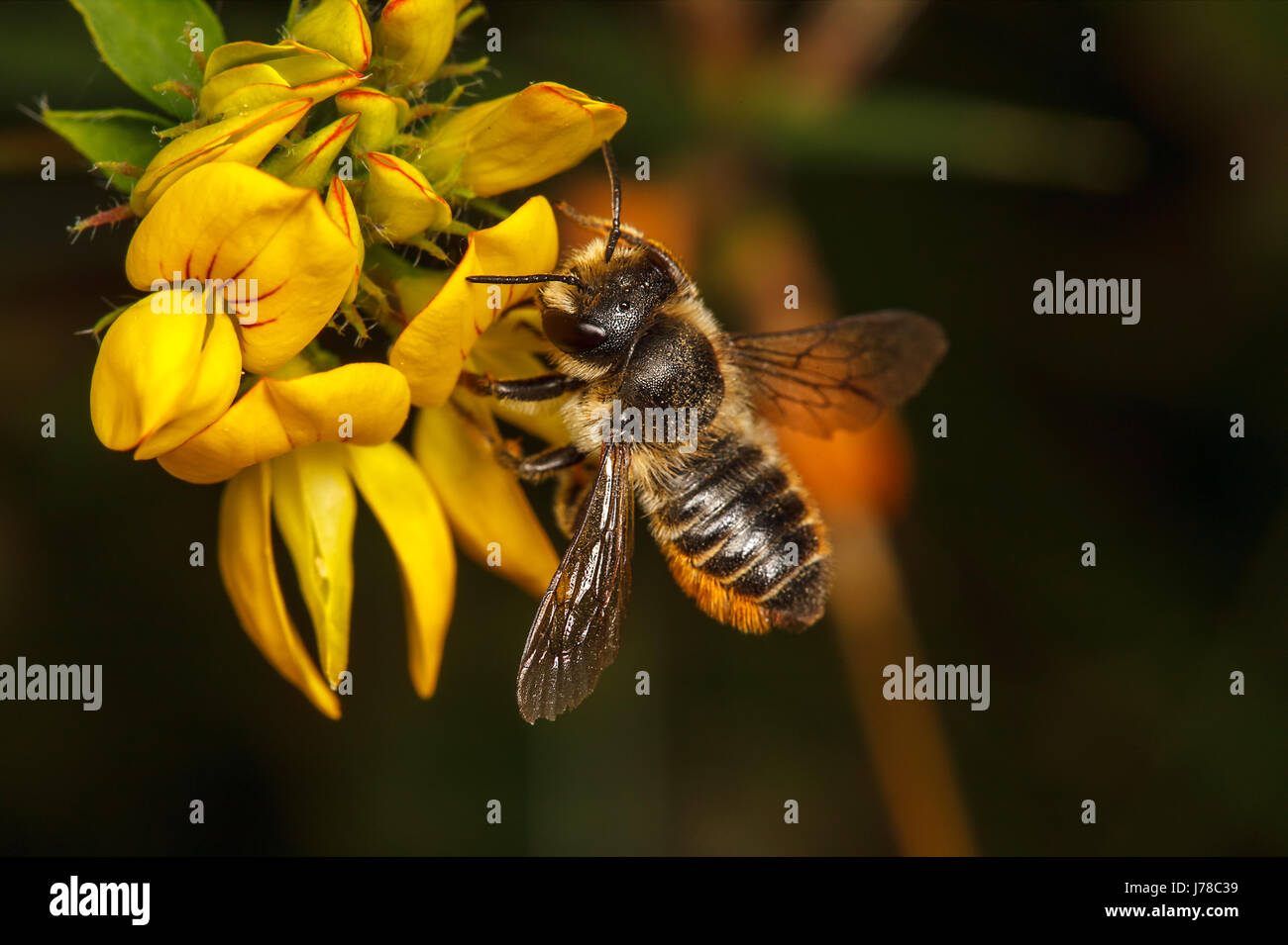 Leaf Cutter Bee foraging for nectar and pollen Stock Photo - Alamy