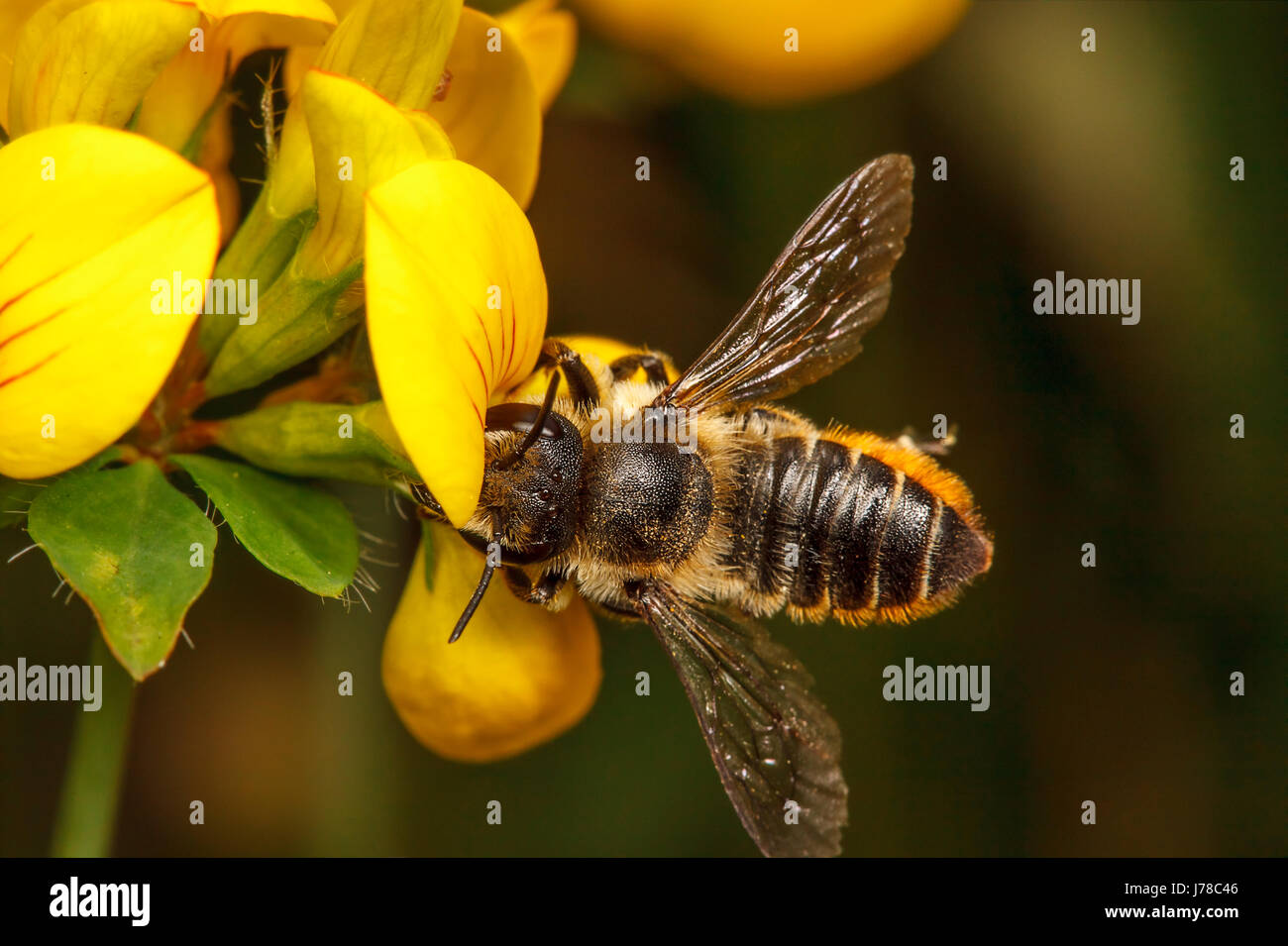 Leaf Cutter Bee foraging for nectar and pollen Stock Photo - Alamy